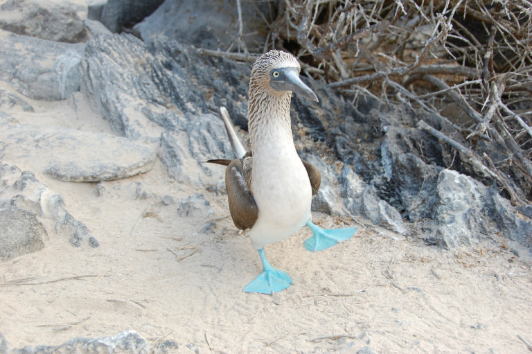 El Alegre Pájaro Bobo de Patas Azules - San Blas Riviera Nayarit